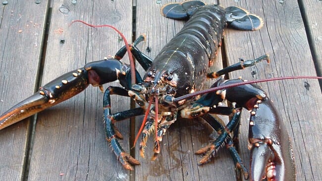 Regler for hummerfiske - NORSK FLETTERI AS